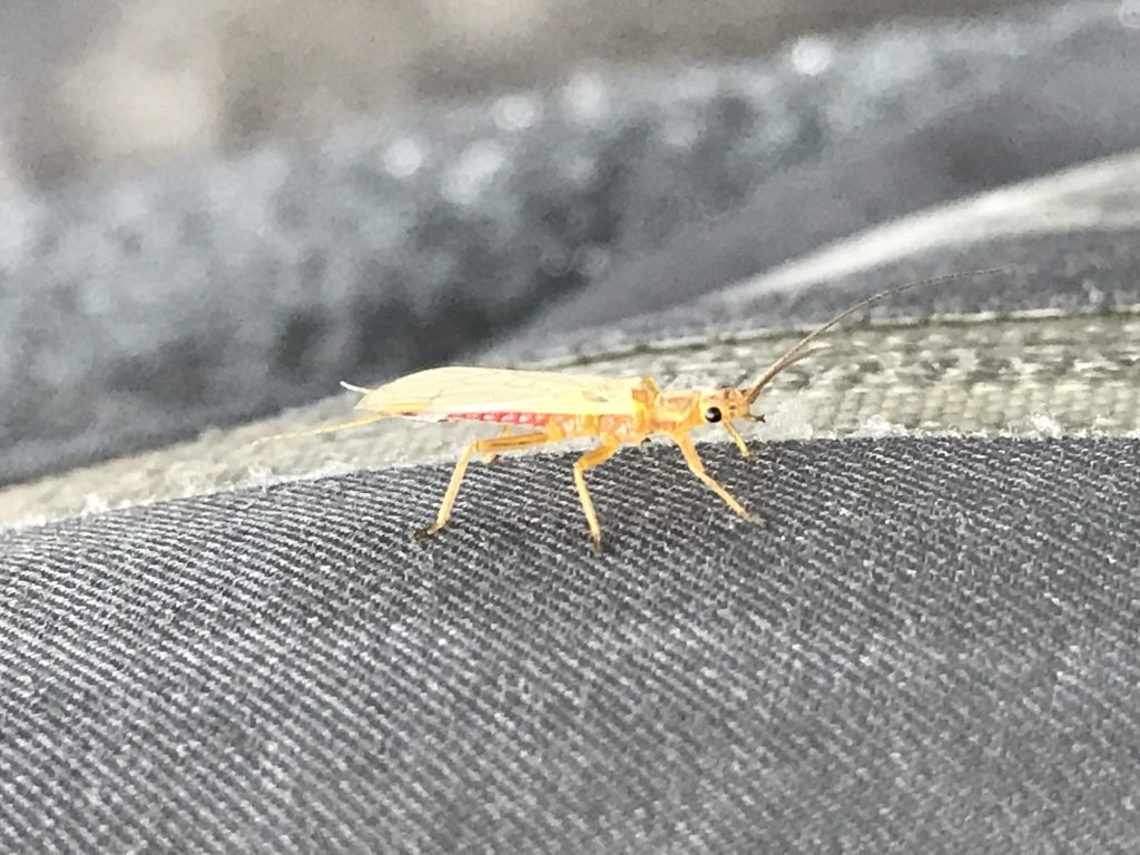 Salomone: Who is this “Yellow Sally?” | VailDaily.com